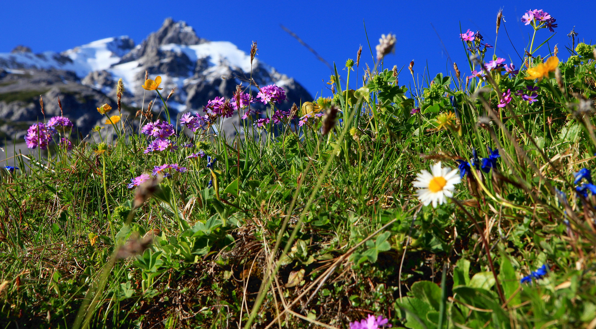 Alpenblumen Foto & Bild | pflanzen, pilze & flechten, natur , natur Bilder auf fotocommunity