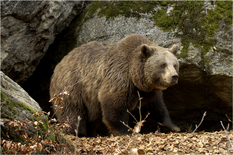 An Der Höhle Des Braunbären Foto And Bild Natur Raubtiere Säugetiere