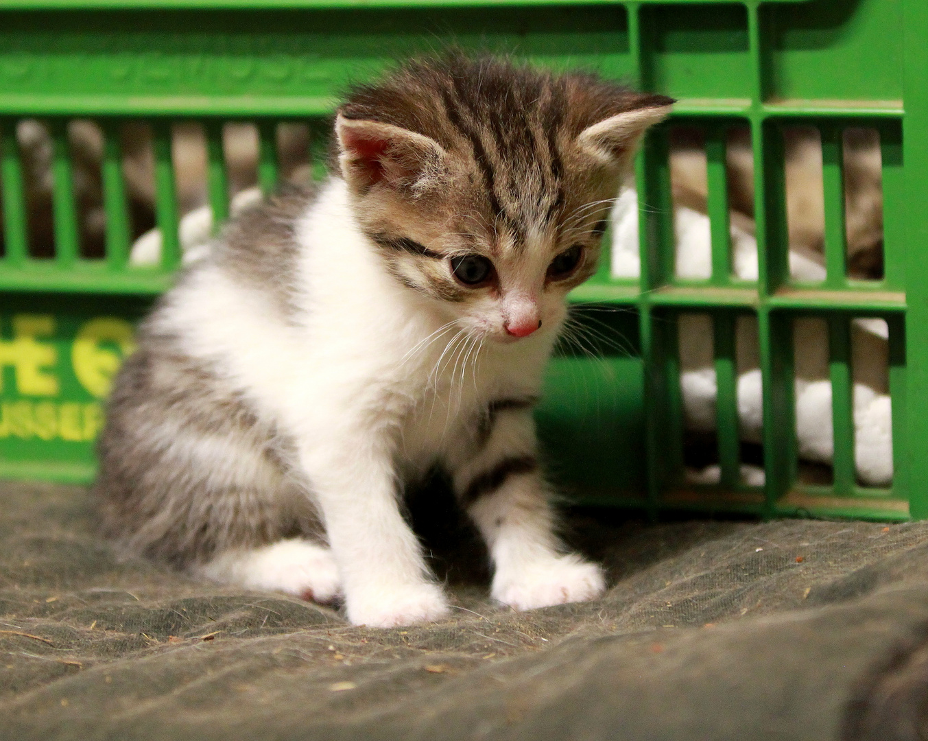 Babykatze... Foto & Bild | tiere, haustiere, katzen Bilder auf fotocommunity