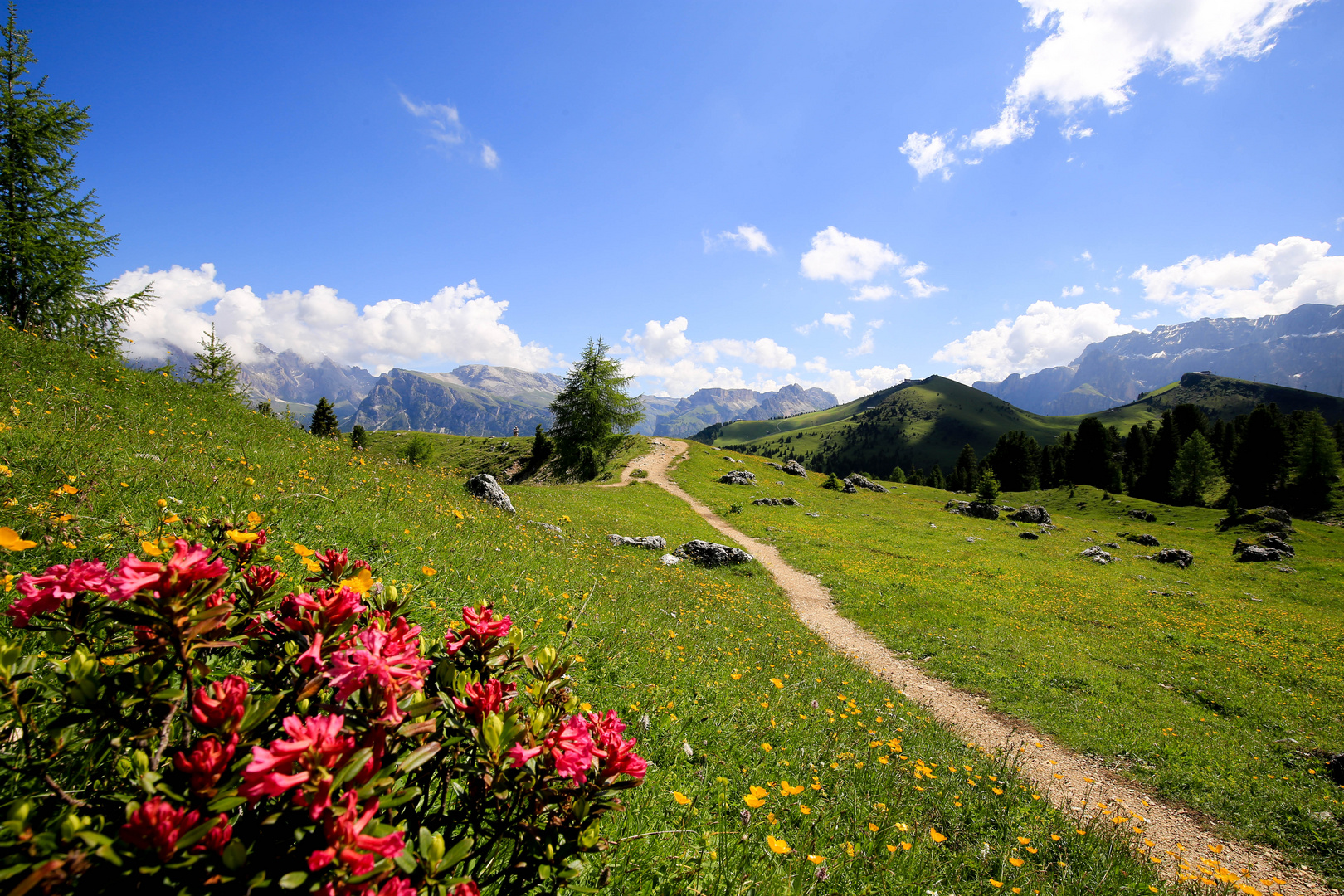 Bergblumen Foto & Bild | italy, world, südtirol Bilder auf fotocommunity
