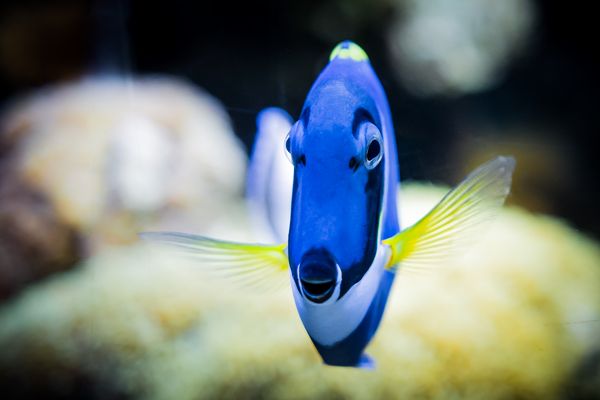 Doktorfisch Fotos & Bilder auf fotocommunity