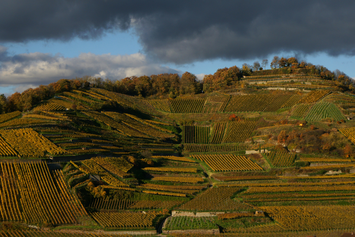 Der schönste Weinberg am Kaiserstuhl Foto & Bild | landschaft, kulturlandschaften, weinberge ...