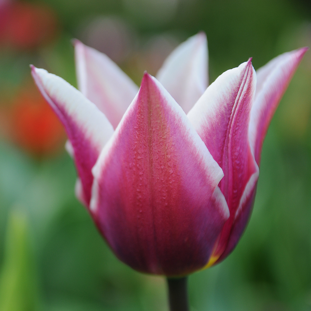 Eine einzelne Tulpe Foto & Bild | pflanzen, pilze & flechten, blüten- & kleinpflanzen, tulpen ...