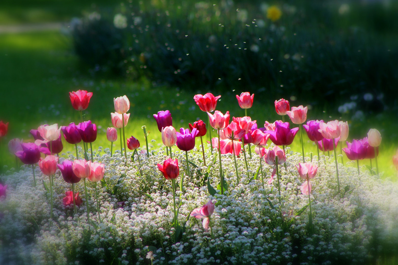 Farbiger Frühling Foto & Bild | jahreszeiten, frühling, blumiges... Bilder auf fotocommunity