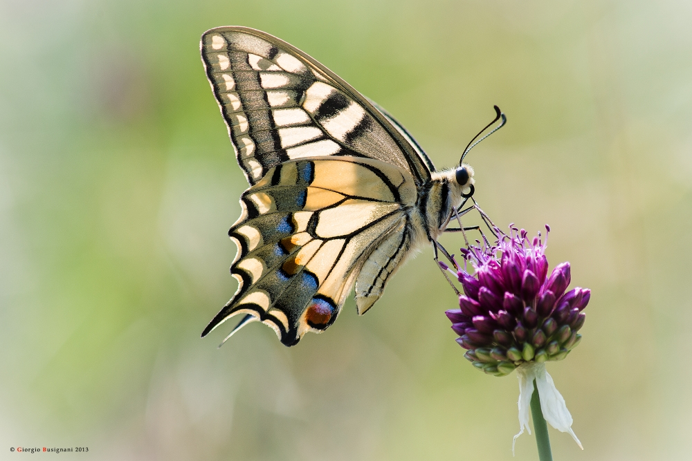 Farfalla Macaone (Papilio machaon) - 3 Foto % Immagini| macro e close ...