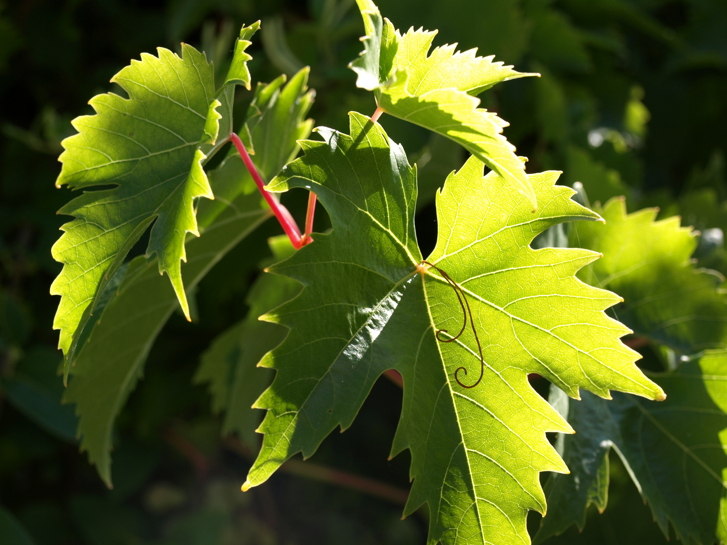Feuilles De Vigne Photo Et Image Arbres Nature Images Fotocommunity