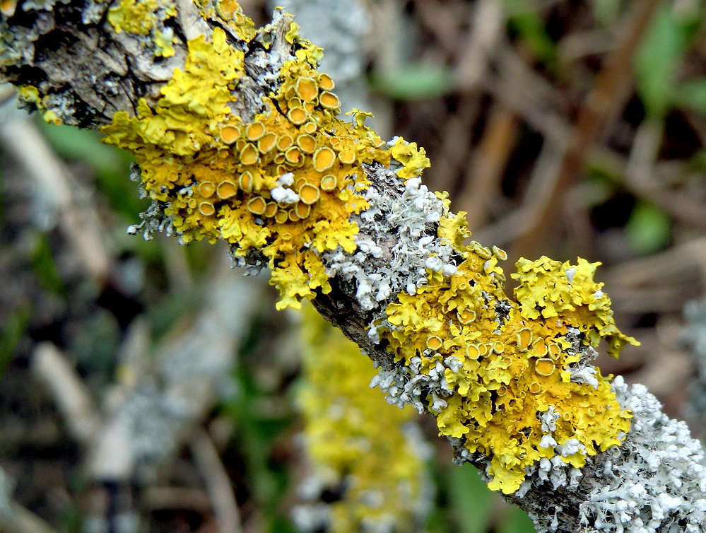 Flechten erobern einen Zierstrauch... Foto & Bild | pflanzen, pilze & flechten, pilze & flechten ...