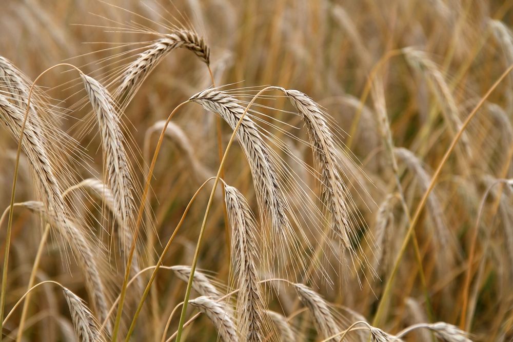 Getreide Foto & Bild | pflanzen, pilze & flechten, getreide und feldfrüchte, feld Bilder auf ...