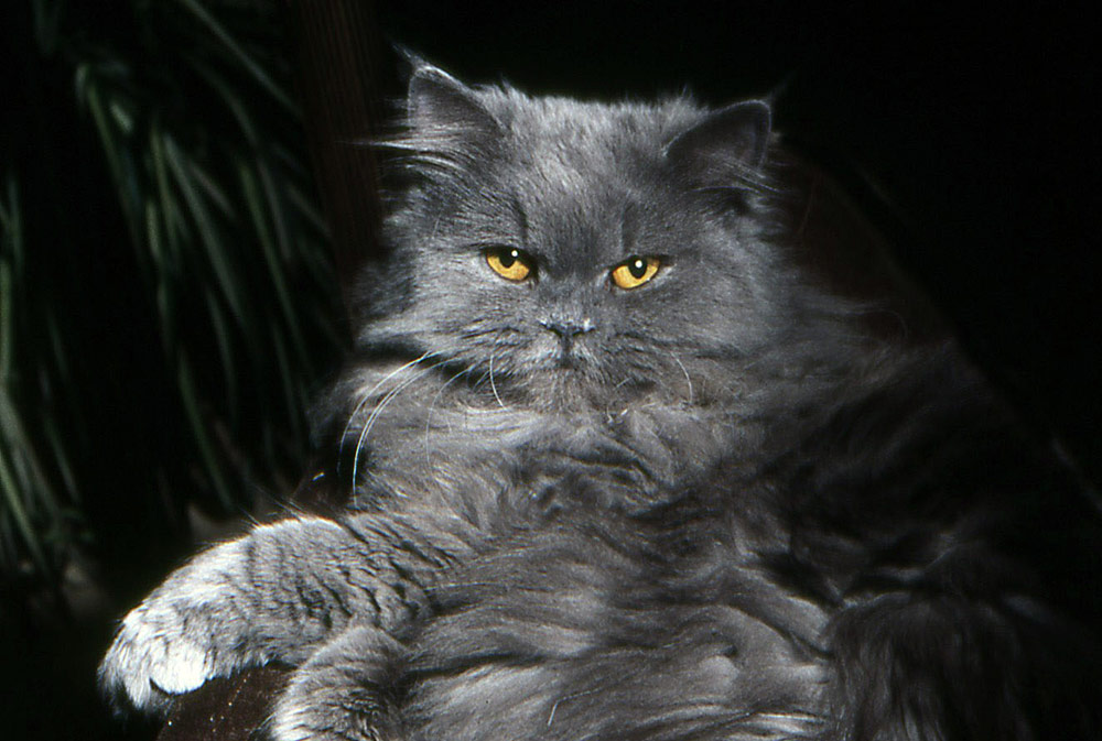 Grauer Perser Foto & Bild | tiere, haustiere, katzen Bilder auf fotocommunity