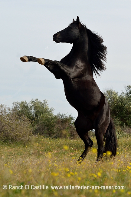 hengst steigend Foto & Bild | tiere, haustiere, pferde, esel, maultiere ...