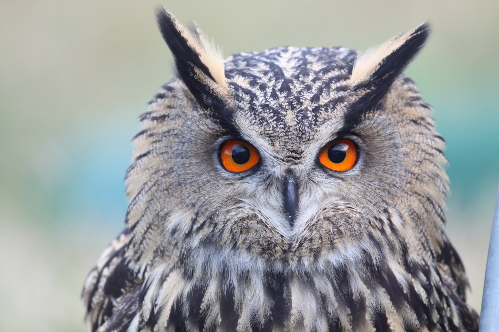 Hiboux grand duc photo et image | animaux, animaux sauvages, oiseaux ...