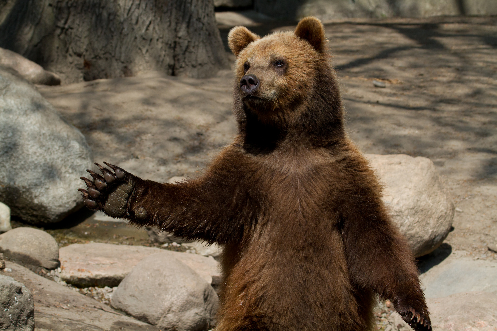 Junger Kamtschatkabär Foto & Bild | tiere, zoo, wildpark & falknerei ...