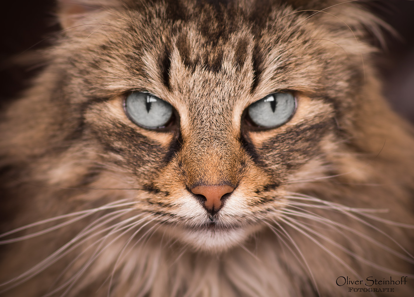 Katzenportrait Foto & Bild | tiere, haustiere, katzen Bilder auf fotocommunity