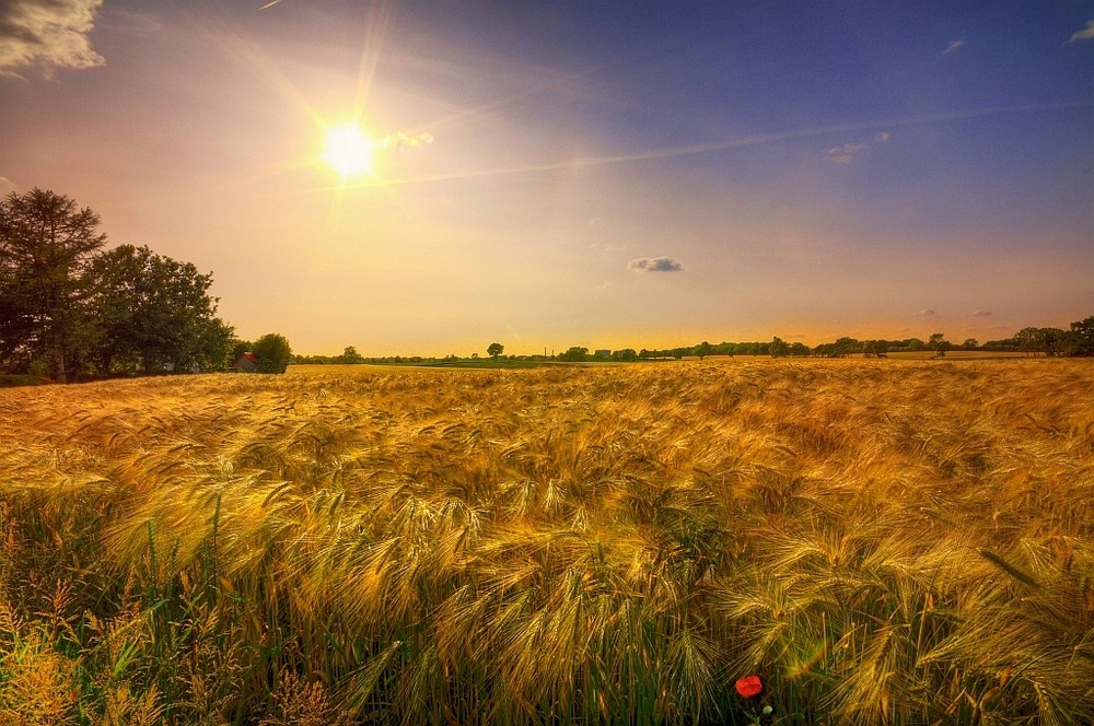 "..Kornfeld.." Foto & Bild | bearbeitungs - techniken, hdri & tm, digiart Bilder auf fotocommunity