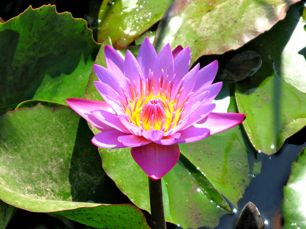 Lirio de Agua Imagen & Foto | plantas, flores, solo flores Fotos de fotocommunity