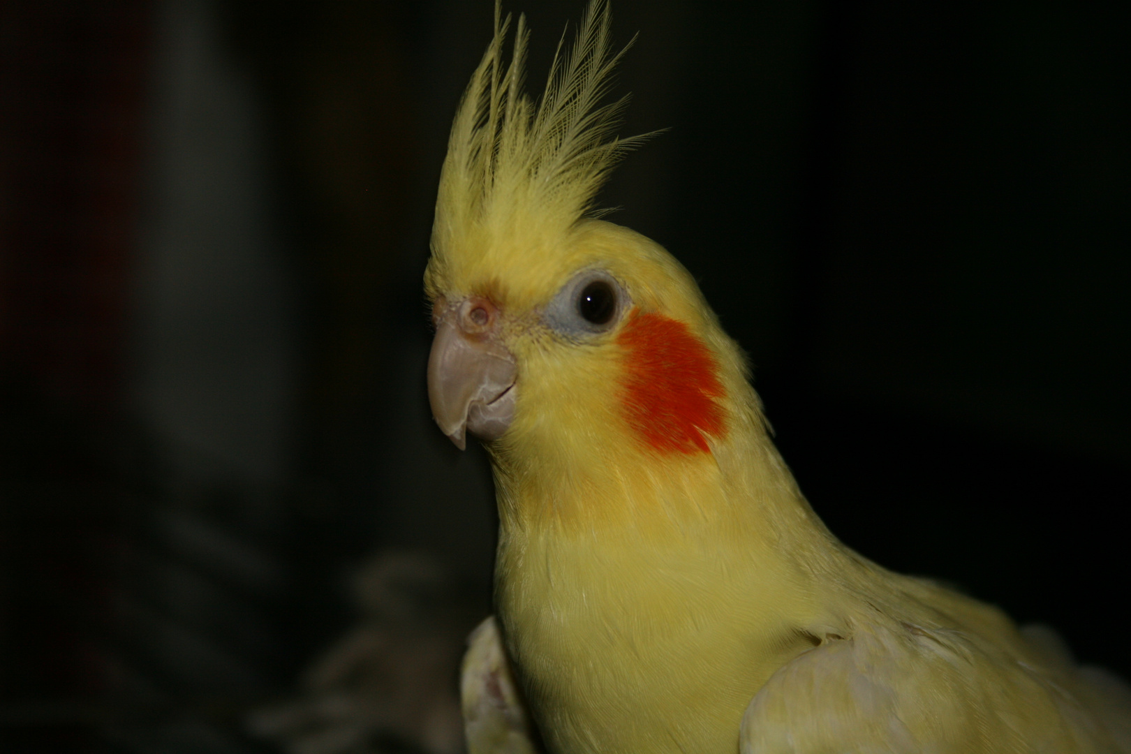 Nymphensittich - Stockfoto Foto & Bild | tiere, haustiere, vögel Bilder auf fotocommunity