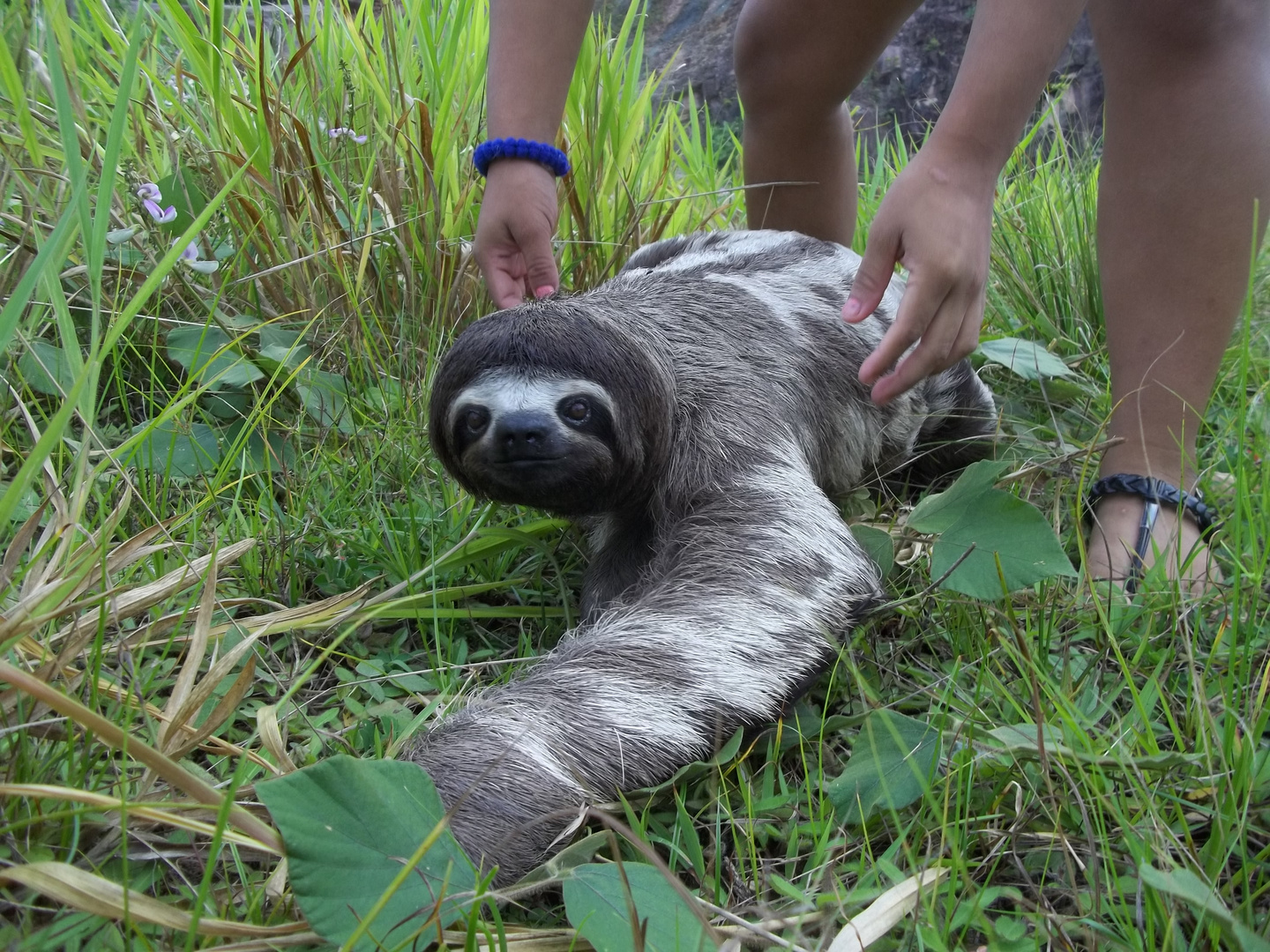 Oso perezoso o Pelejo Imagen & Foto | animales, animales en cautividad ...