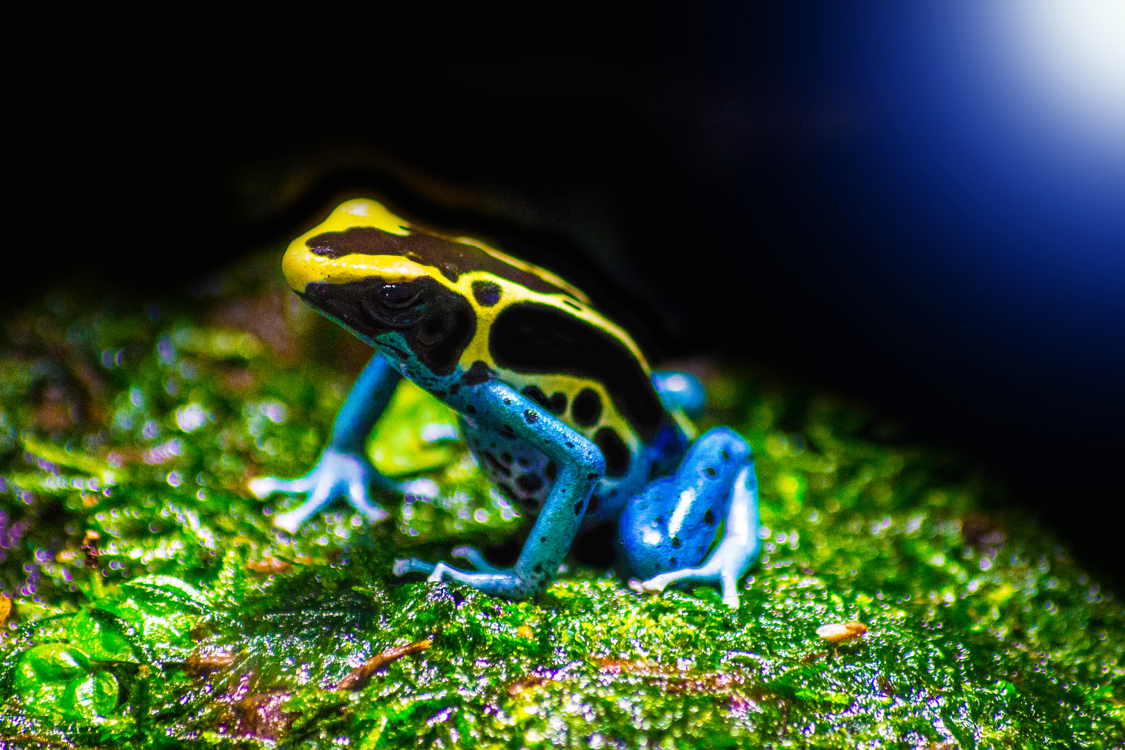 Pfeiltfrosch Foto And Bild Tiere Natur Bilder Auf Fotocommunity