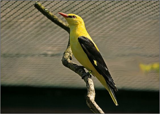 Pirol Fotos & Bilder auf fotocommunity
