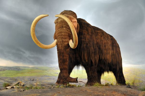 Mammut Fotos & Bilder auf fotocommunity