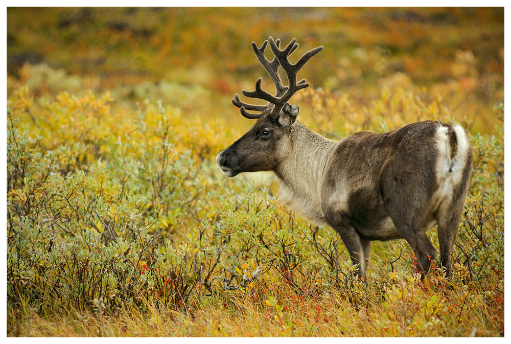 Rentier Auf Flatruet Foto Bild Tiere Wildlife S ugetiere Bilder rentier-auf-flatruet-foto-bild-tiere-wildlife-s-ugetiere-bilder