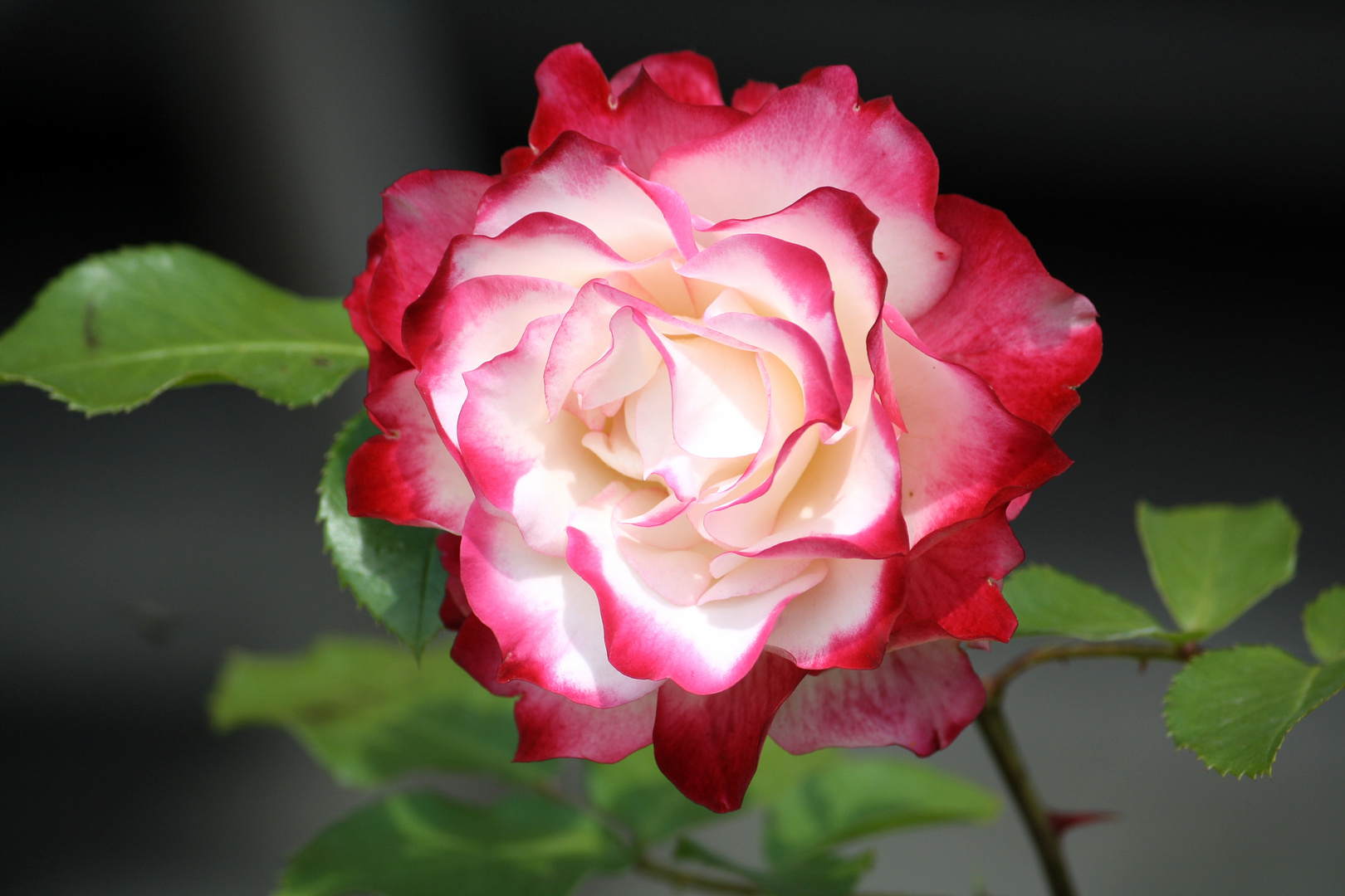 Rose - zweifarbige Schöne - Foto & Bild | pflanzen, pilze & flechten ... Rose - zweifarbige Schöne - Foto & Bild | pflanzen, pilze & flechten ...