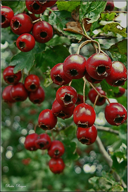 Rotdorn Foto & Bild | pflanzen, pilze & flechten, früchte und beeren ...