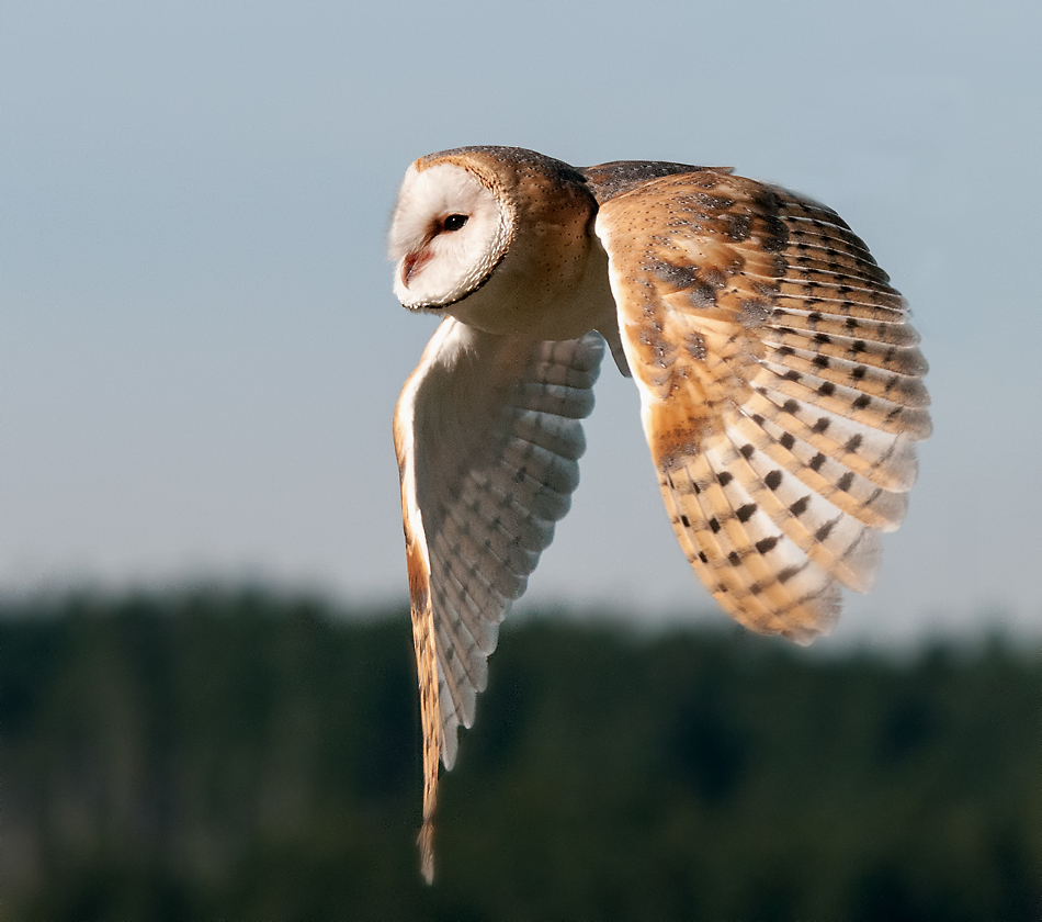 Schleiereule Foto & Bild | tiere, zoo, wildpark & falknerei, vögel Bilder auf fotocommunity