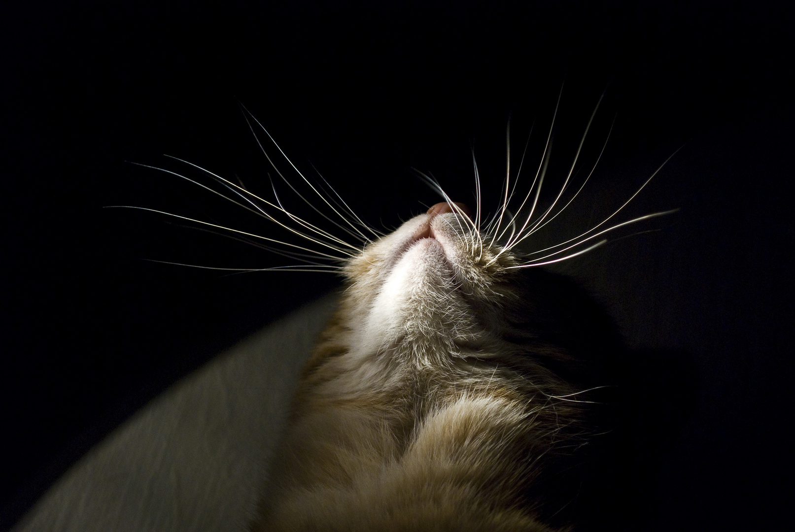 Schnurrhaare sind schön Foto & Bild | tiere, haustiere, katzen Bilder auf fotocommunity