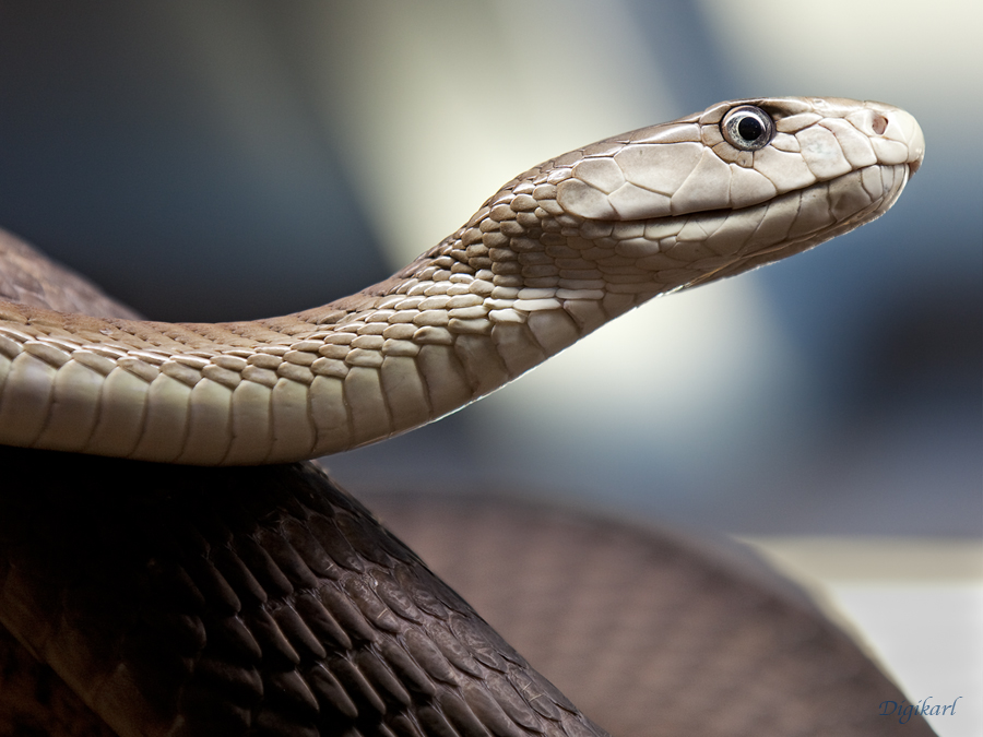 schwarze Mamba Foto & Bild | tiere, zoo, wildpark & falknerei ...
