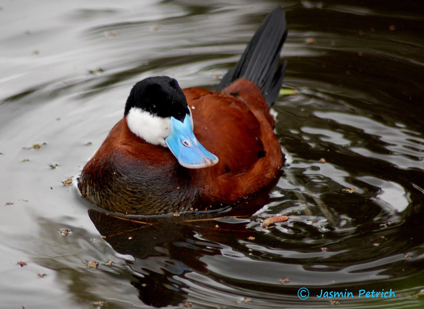 Schwarzkopf-Ruderente Foto & Bild | natur, entenvögel, tiere Bilder auf ...