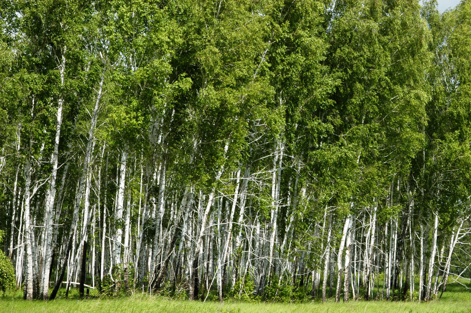 Sibirien Foto & Bild | landschaft, wald, birkenwälder Bilder auf ...