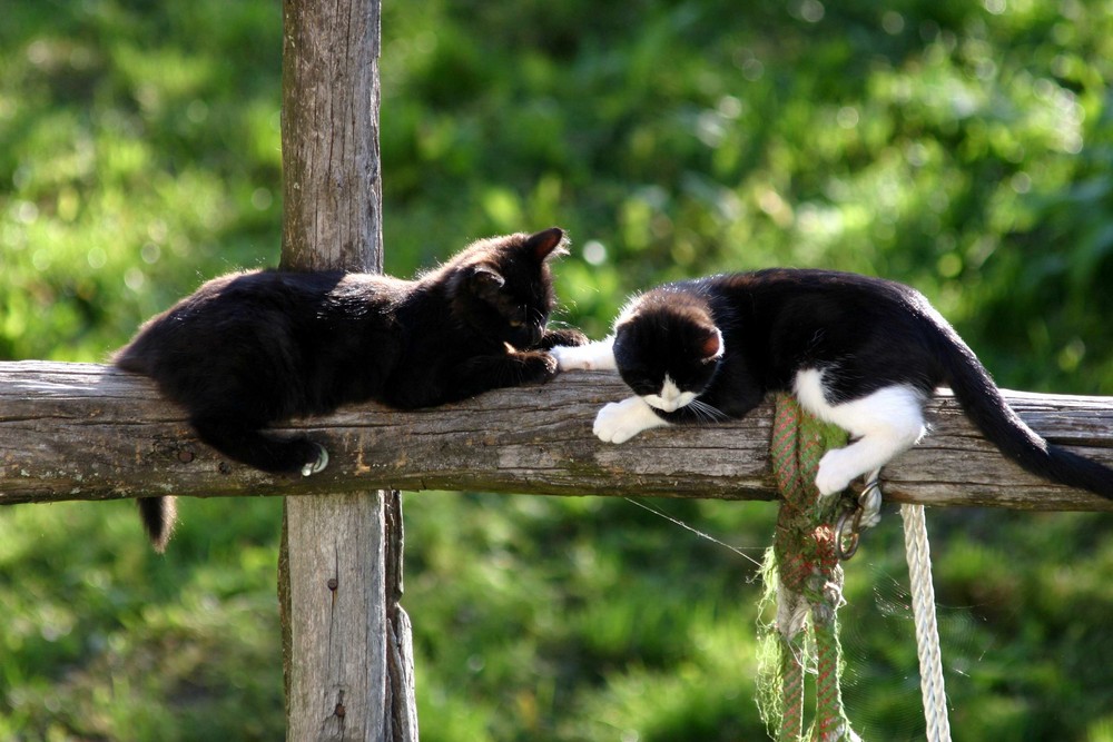 Spielende Katzenbabys Foto & Bild | tiere, haustiere, katzen Bilder auf fotocommunity