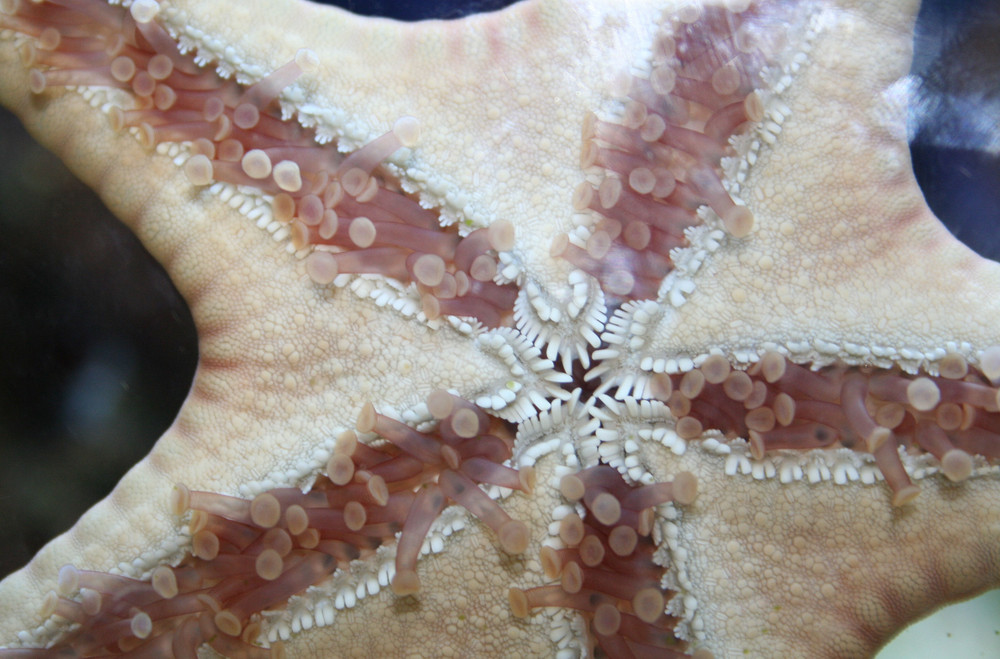 Starfish / Seestern Foto & Bild | tiere, zoo, wildpark & falknerei, zoo aquaristik Bilder auf ...