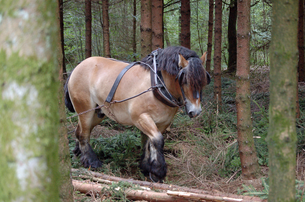 trait ardennais photo et image | animaux, animaux domestiques, les chevaux Images fotocommunity