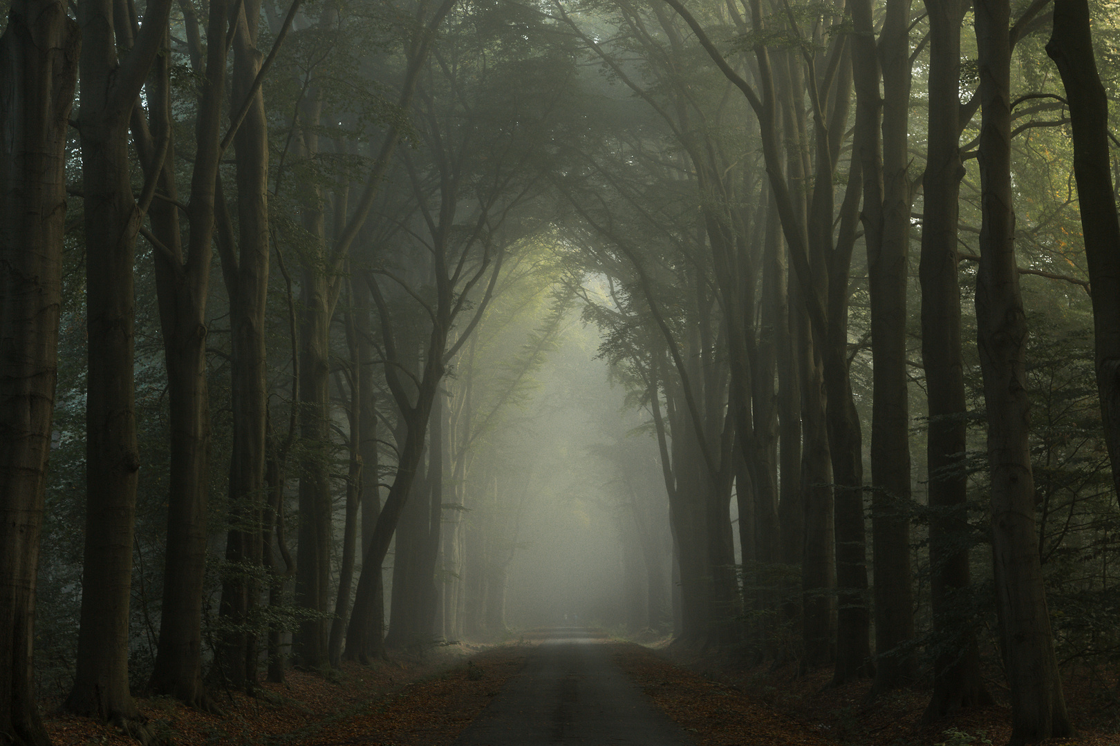 Waldweg im Nebel Foto & Bild | landschaft, wege und pfade, nebel Bilder auf fotocommunity