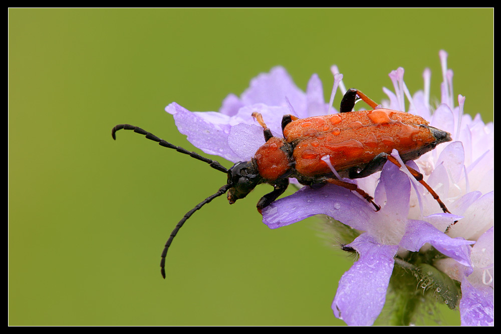 00 Foto & Bild | tiere, wildlife, insekten Bilder auf fotocommunity