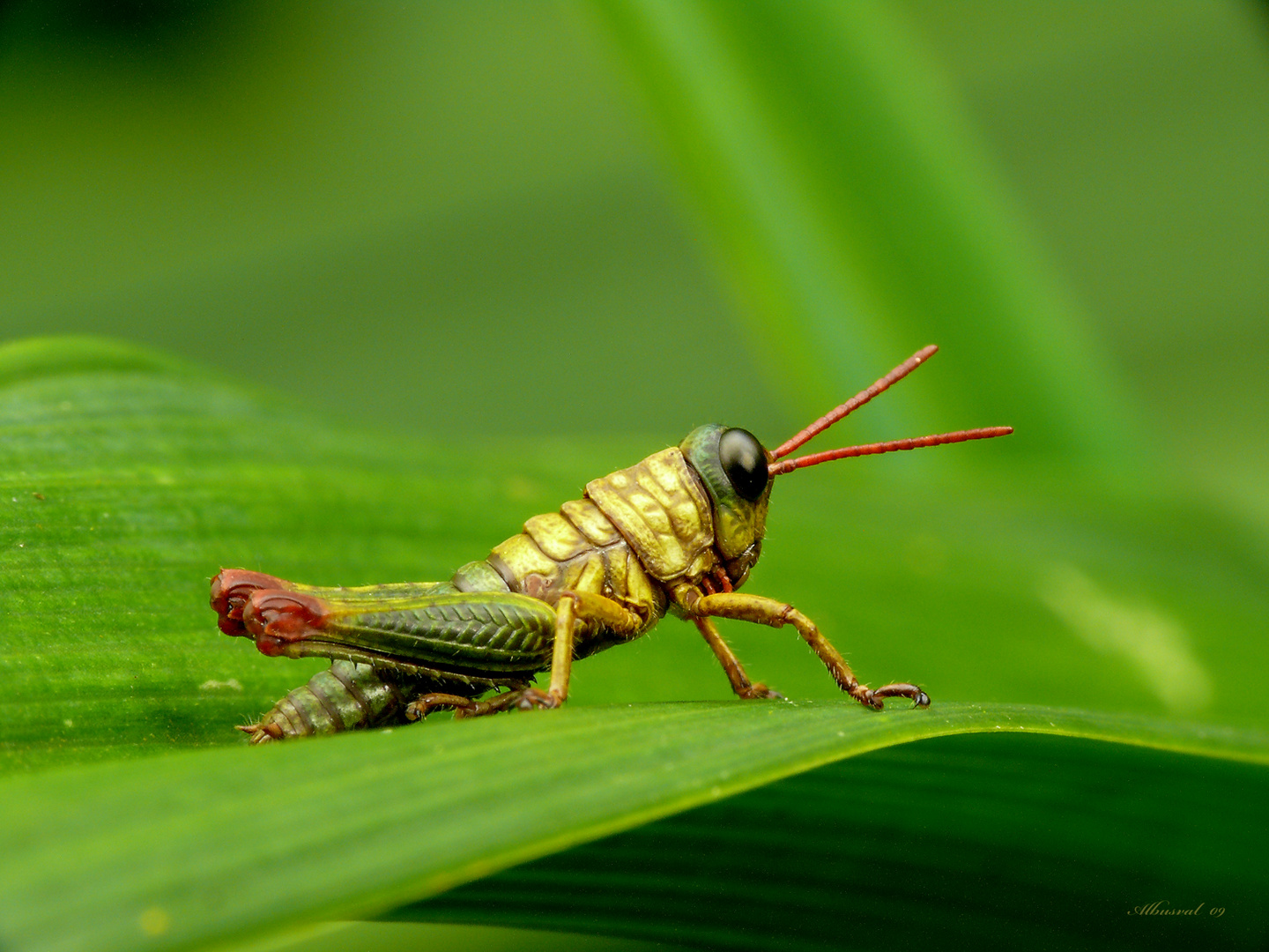 0001 Grillo en Hoja Imagen & Foto | animales, invertebrados ...