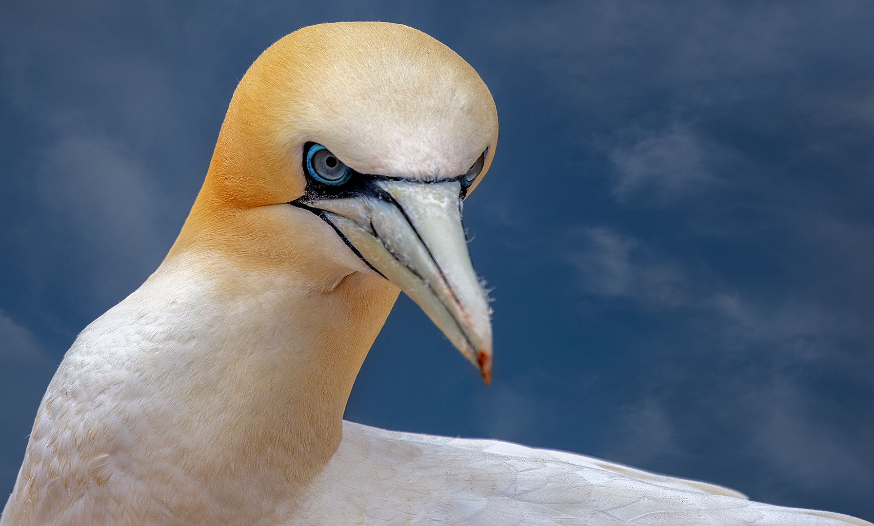 001 Basstölpel Portrait 021 Foto & Bild | deutschland, europe ...