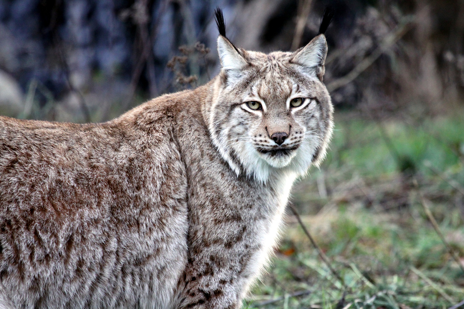003 Der Nordluchs (Eurasischer Luchs), Lynx lynx) Foto & Bild | tiere ...
