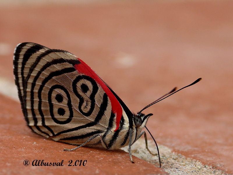 0036 Mariposa 89 - Diaethria anna Imagen & Foto | animales ...