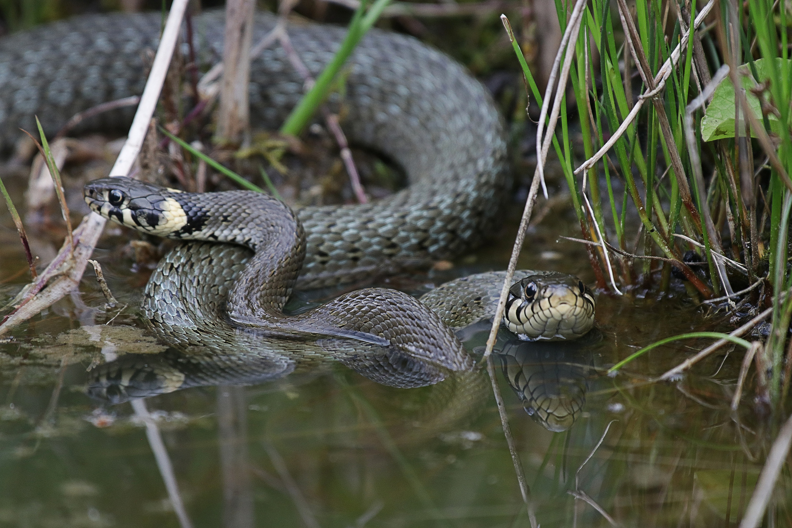 005_Natter Foto & Bild | tiere, tierdetails, natur Bilder auf fotocommunity