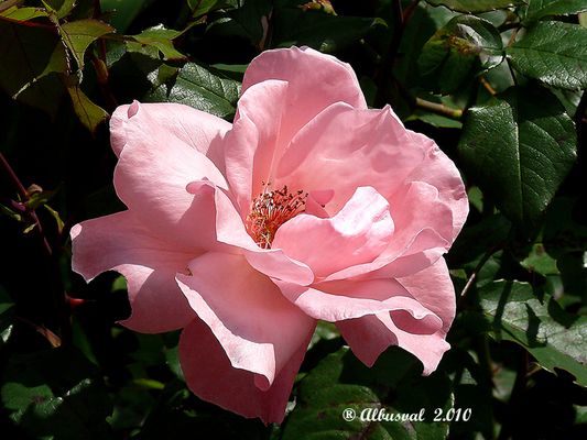 Flores Imágenes y fotos