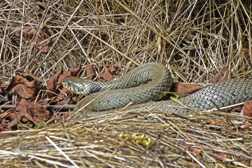 01-schlange Foto & Bild | tiere, wildlife, amphibien & reptilien Bilder ...