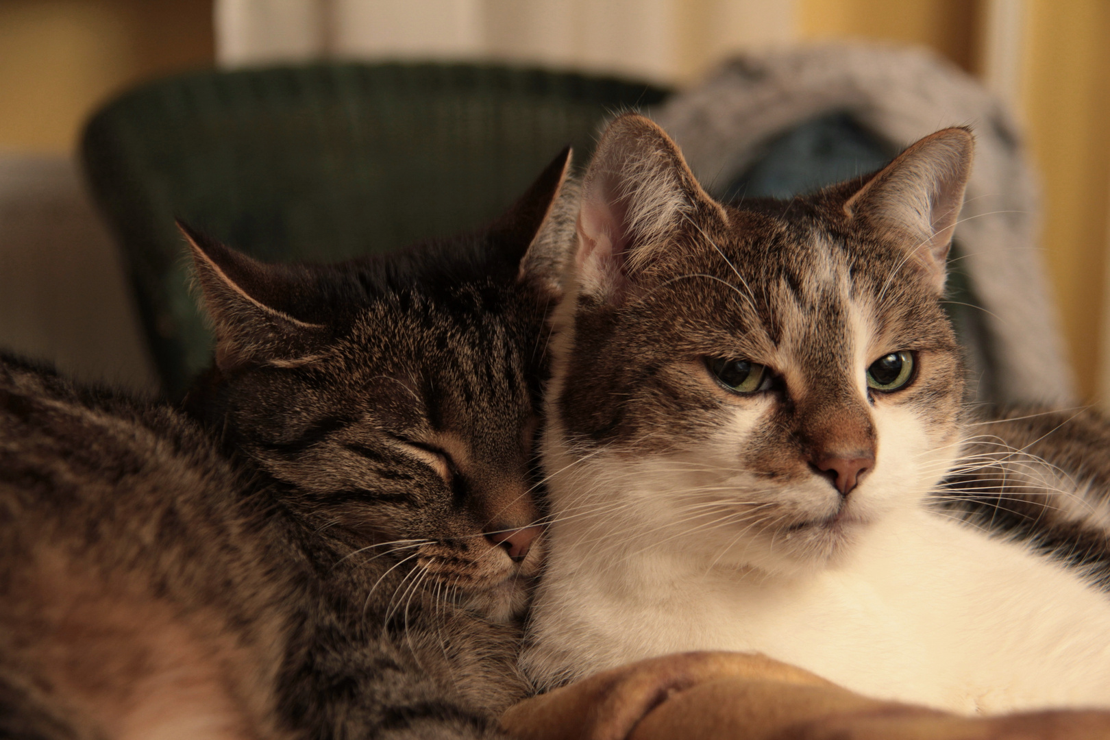 Foto & Bild | tiere, haustiere, katzen Bilder auf fotocommunity