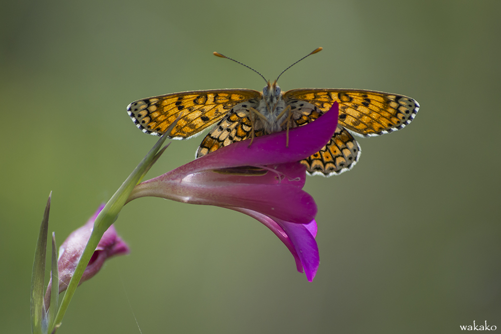 0117 Imagen & Foto | animales, invertebrados , mariposas Fotos de ...