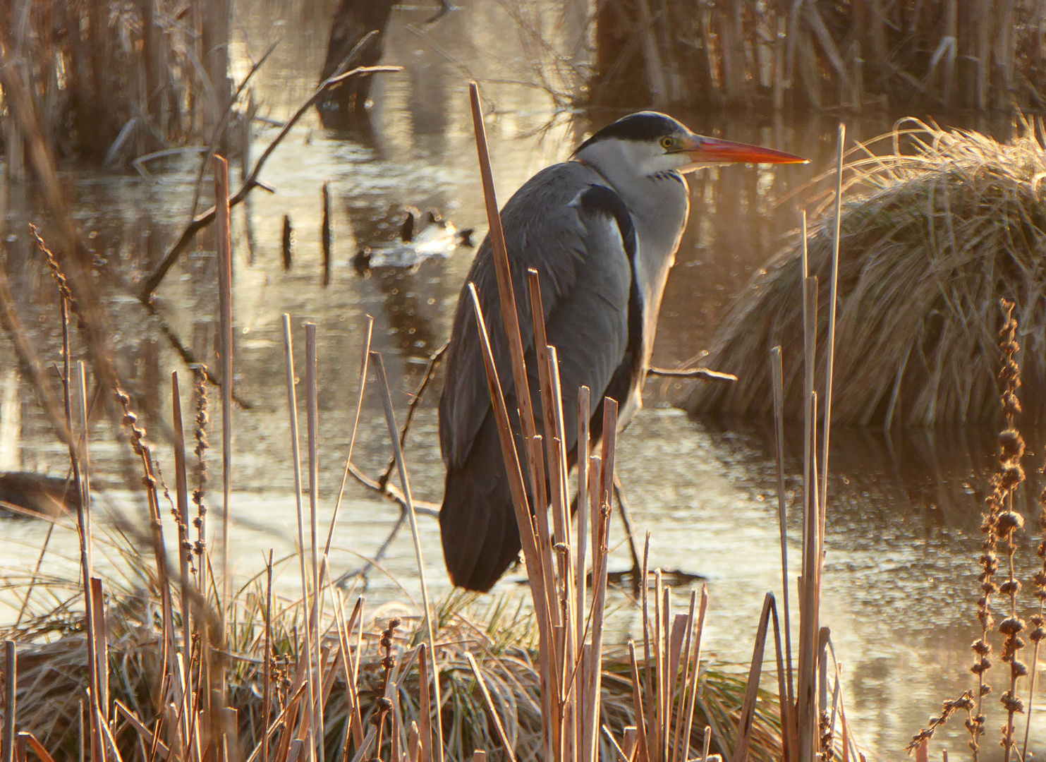 01_Reiher Foto & Bild | tiere, wildlife, wild lebende vögel Bilder auf ...