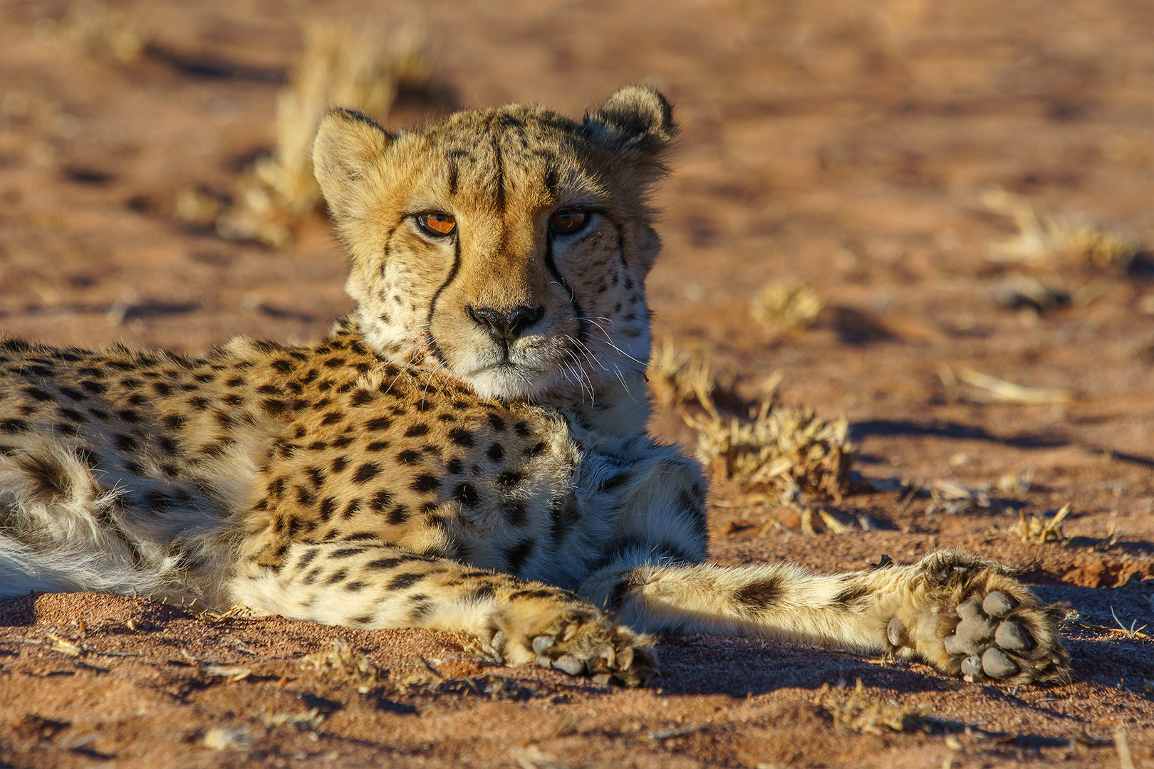 02. Kanaan Foto & Bild | urlaub, natur, namibia Bilder auf fotocommunity