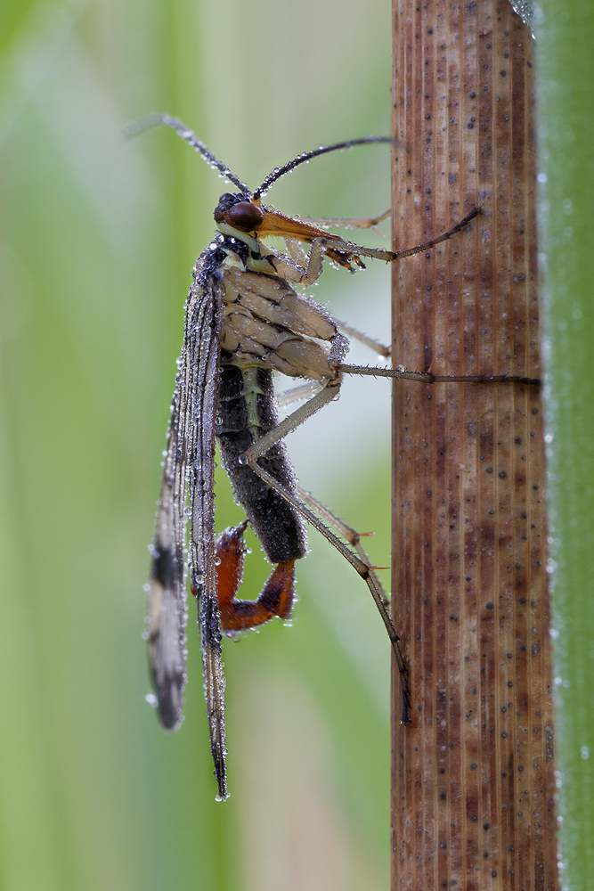 03 Foto & Bild | tiere, wildlife, insekten Bilder auf fotocommunity
