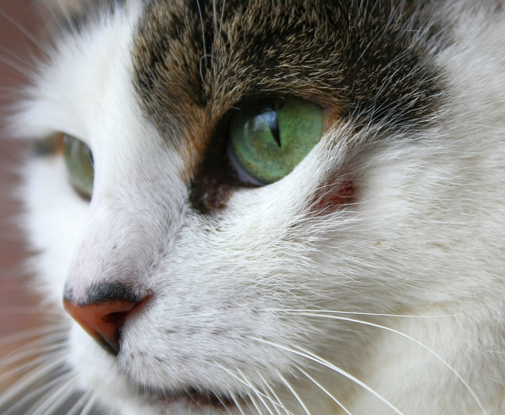 Foto & Bild | natur, katzen, tiere Bilder auf fotocommunity